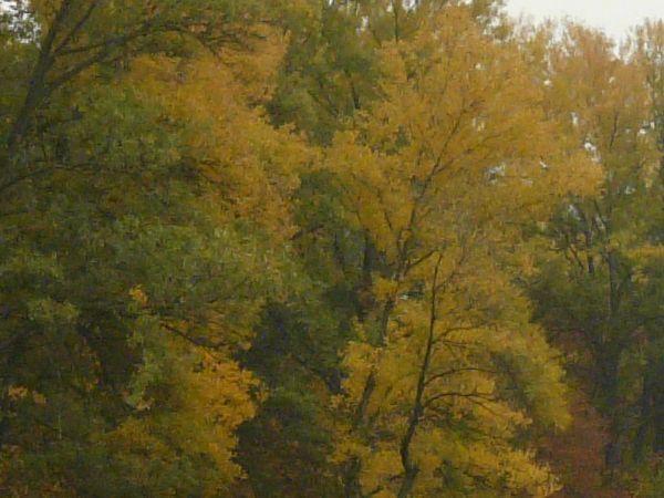 forest side view texture 0007 - Texturelib